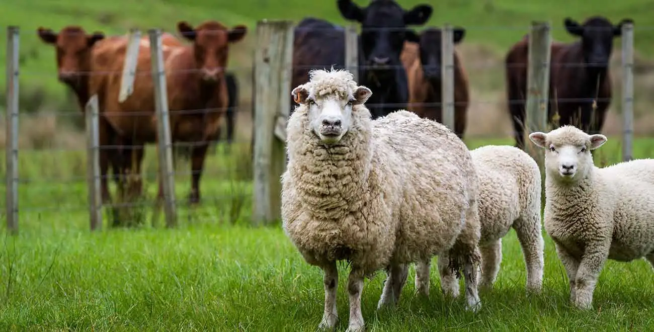 Australia: Weekly cattle and sheep market wrap - Neoking Foods
